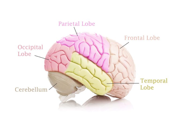 Temporal Lobe Injury | Brain & Spinal Cord Injury Lawyers